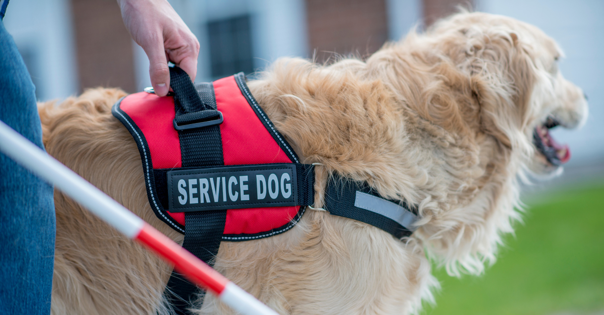 Service and Support Animals in New Jersey